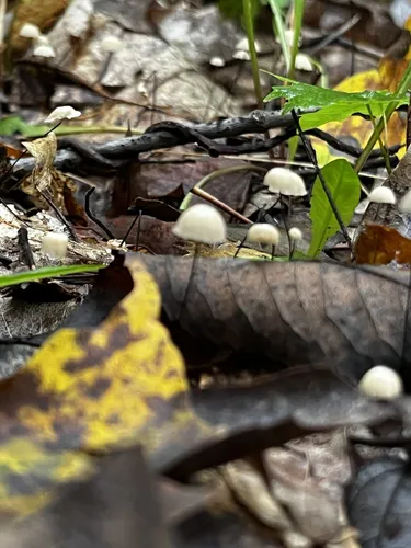 Best Hikes and Trails in Johnsonburg Swamp Preserve | AllTrails