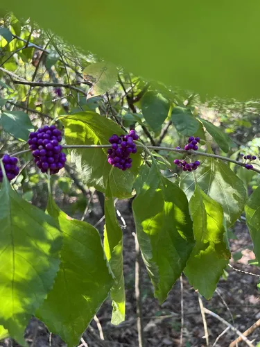 Best Hikes and Trails in Edith L. Moore Nature Sanctuary | AllTrails