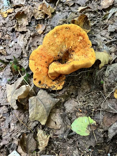 Best Hikes and Trails in Big Pokiok Nature Park | AllTrails