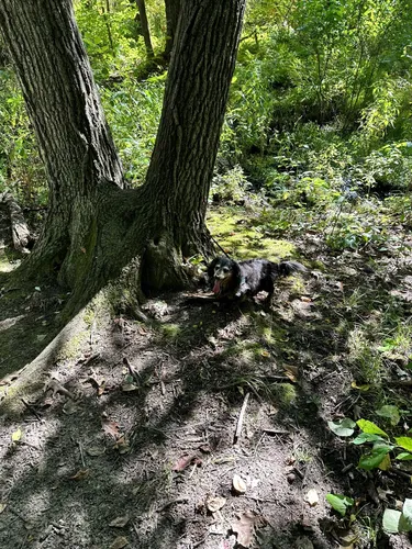 2023 Best Forest Trails in Mattawan | AllTrails