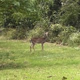 Struble Trail, Pennsylvania - 1,085 Reviews, Map | AllTrails