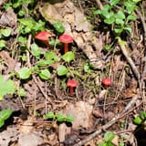 The Boogerman Trail, North Carolina - 494 Reviews, Map | AllTrails