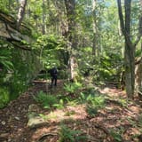 Canyon Vista Trail, Pennsylvania - 812 Reviews, Map | AllTrails