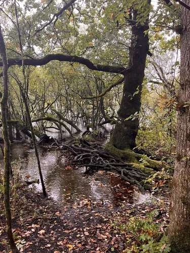 2023 Best Forest Trails in Cong | AllTrails