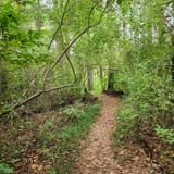 Carvin's Cove Hay Rock via Appalachian Trail, Virginia - 885 Reviews ...