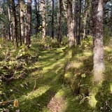 Tonsina Creek Trail, Alaska - 1,327 Reviews, Map | AllTrails