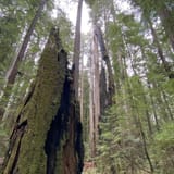 Rockefeller Loop Trail, California - 629 Reviews, Map | AllTrails