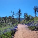 Cypress Trail to Boulders Loop, Arizona - 1,202 Reviews, Map | AllTrails
