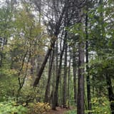 Hawk Ridge Bird Observatory Loop, Minnesota - 263 Reviews, Map | AllTrails