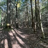 Tracy Ridge Hiking Trail System , Pennsylvania - 349 Reviews, Map ...