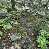 Tracy Ridge Hiking Trail System , Pennsylvania - 310 Reviews, Map ...