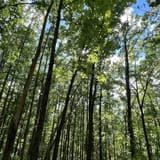 Tracy Ridge Hiking Trail System , Pennsylvania - 310 Reviews, Map ...