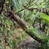 Wairoa Dam Lookout Loop, Auckland, New Zealand - 236 Reviews, Map ...