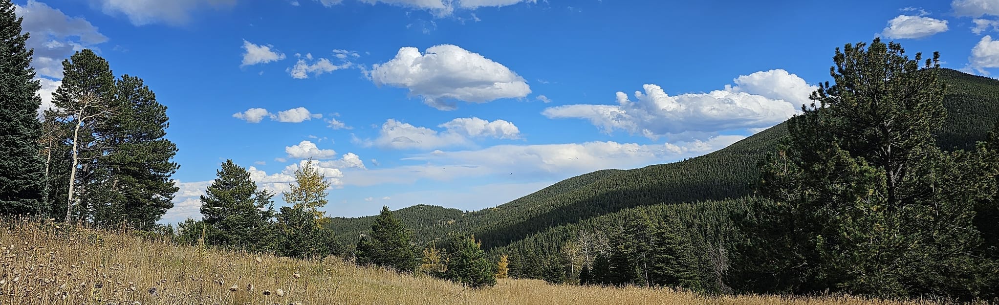 Beaver Brook Trail, Colorado - 529 Reviews, Map | AllTrails