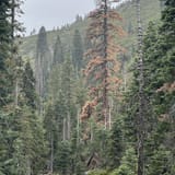 Mt. Elwell and Long Lake Loop, California - 148 Reviews, Map | AllTrails