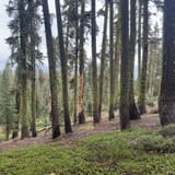 Mt. Elwell and Long Lake Loop, California - 148 Reviews, Map | AllTrails