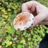 Hawk Ridge Bird Observatory Loop, Minnesota - 263 Reviews, Map | AllTrails