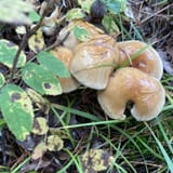 Hawk Ridge Bird Observatory Loop, Minnesota - 263 Reviews, Map | AllTrails