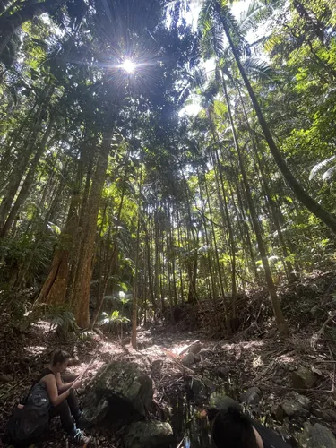 Best Hikes and Trails in Mooball National Park | AllTrails
