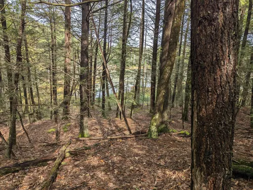 Best Hikes and Trails in Hammond Nature Preserve and Walker Forest ...