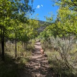 Chamisa Trail, New Mexico - 1,241 Reviews, Map | AllTrails