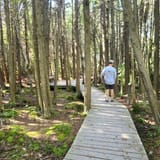 Atlantic White Cedar Swamp Trail, Massachusetts - 854 Reviews, Map ...
