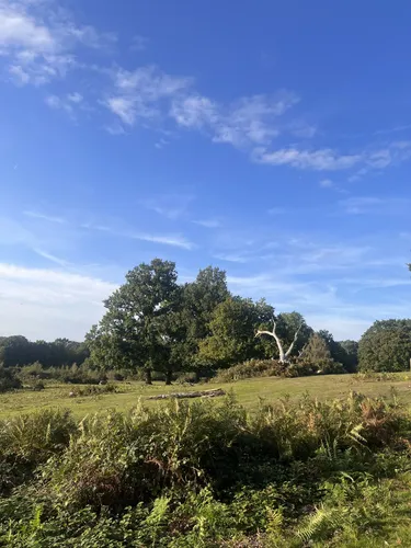 Best Hikes and Trails in Hothfield Common Nature Reserve | AllTrails