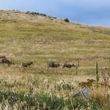 North Table Mountain via Rim Rock and North Table Mountain Loop ...