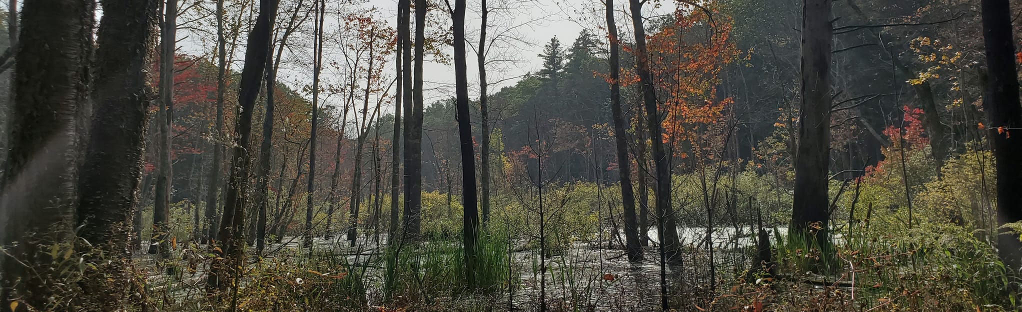 Crane Pond, Massachusetts - 35 Reviews, Map | AllTrails