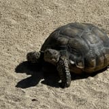 Berdoo Canyon Road, California - 430 Reviews, Map | AllTrails