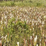 Splinter Hill Bog Preserve, Alabama - 99 Reviews, Map | AllTrails