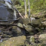 Coon Den Falls via Appalachian Trail, Tennessee - 335 Reviews, Map ...