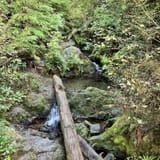 Quinault Loop, Washington - 1,604 Reviews, Map | AllTrails