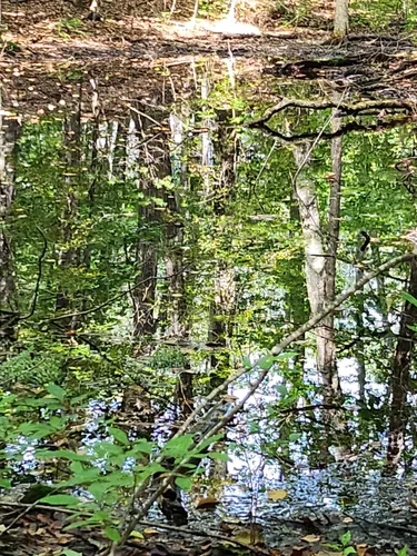 Best Hikes and Trails in Crane Pond Wildlife Management Area | AllTrails