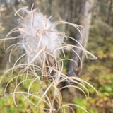 Amisk Wuche Trail, Alberta, Canada - 483 Reviews, Map | AllTrails