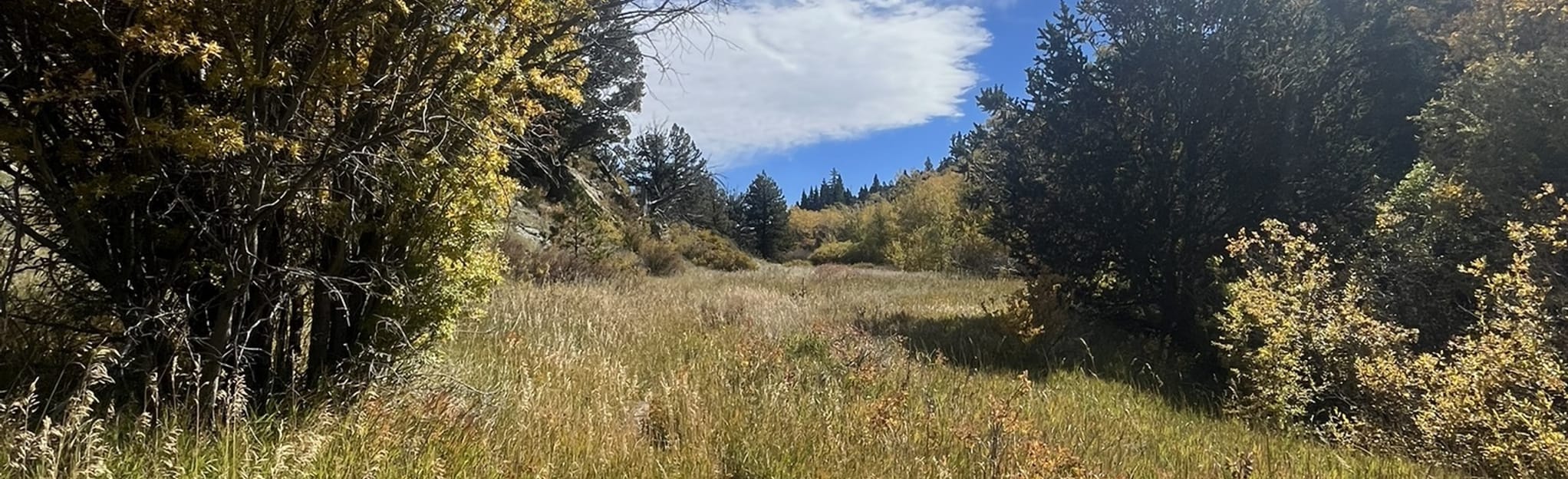 Mosca Pass Trail, Colorado - 667 Reviews, Map | AllTrails