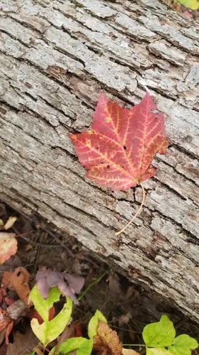 Best Hikes and Trails in Lost Lake State Natural Area | AllTrails