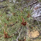 Sagehen Creek Loop, California - 852 Reviews, Map | AllTrails