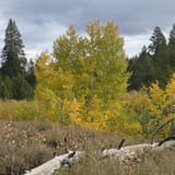 Sagehen Creek Loop, California - 852 Reviews, Map | AllTrails