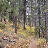 Sagehen Creek Loop, California - 852 Reviews, Map | AllTrails