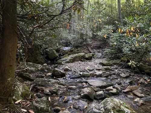 2023 Best River Trails in Unaka Mountain Wilderness | AllTrails