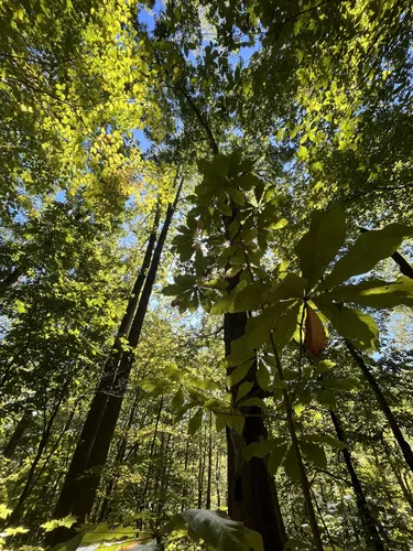 Best Hikes and Trails in Rapidan Wildlife Management Area | AllTrails