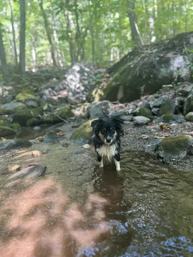 Best Hikes and Trails in Rapidan Wildlife Management Area | AllTrails