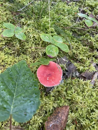 Best Hikes and Trails in Turtle Head Preserve | AllTrails