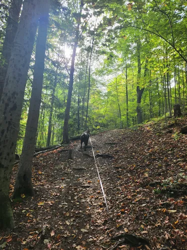 Best Hikes and Trails in Chesney Conservation Area | AllTrails