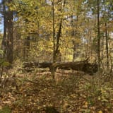 Lost '40' Trail, Minnesota - 182 Reviews, Map | AllTrails