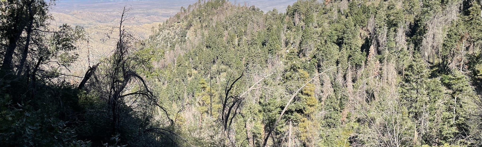 Crystal Springs Trail via Butterfly Trail, Arizona - 50 Reviews, Map ...