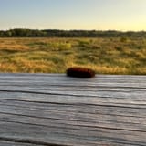 Neabsco Creek Boardwalk, Virginia - 966 Reviews, Map | AllTrails