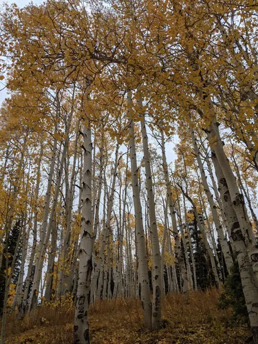 Bedste vandreture og ruter i Sarvis Creek Wilderness | AllTrails