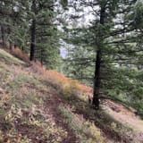 Chief Joseph Summit Trail, Oregon - 88 Reviews, Map | AllTrails